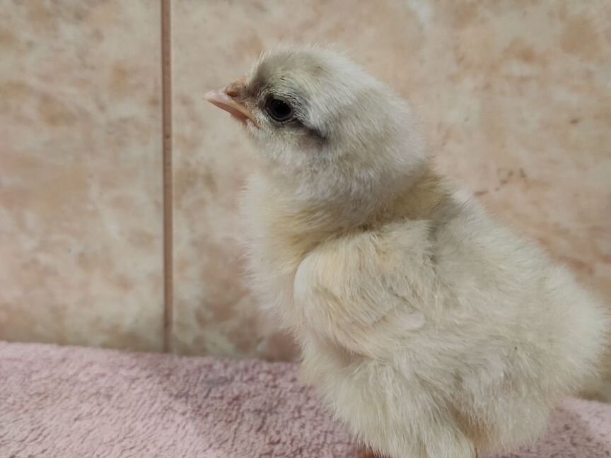 Цыпленок Брама микс