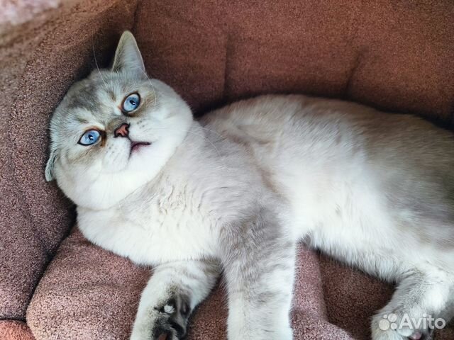 Голубоглазого красавца в добрые руки