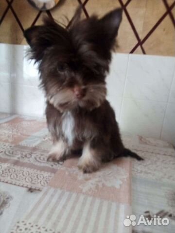 Йоркширский терьер шоколадный