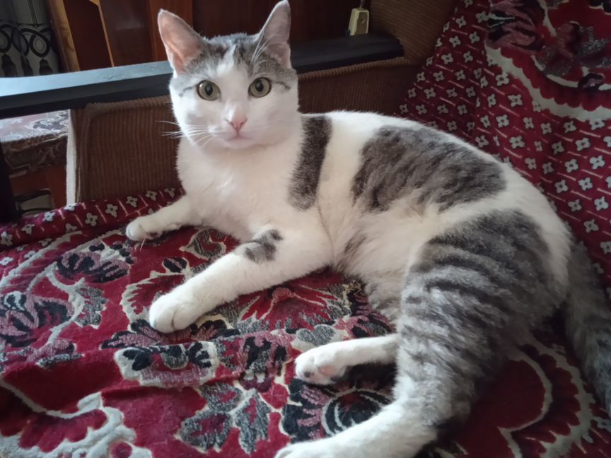 Кота в добрые руки бесплатно