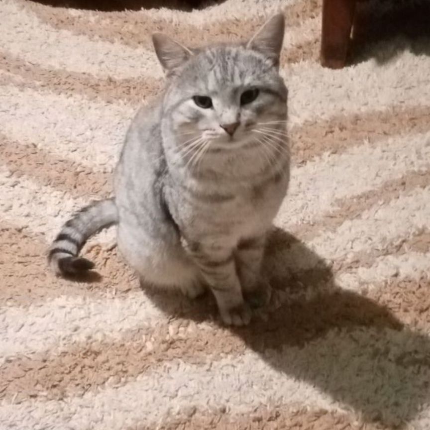 Котик в добрые руки