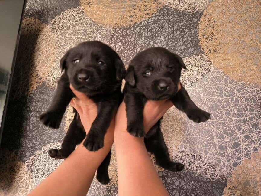 Щенки лабрадора черные