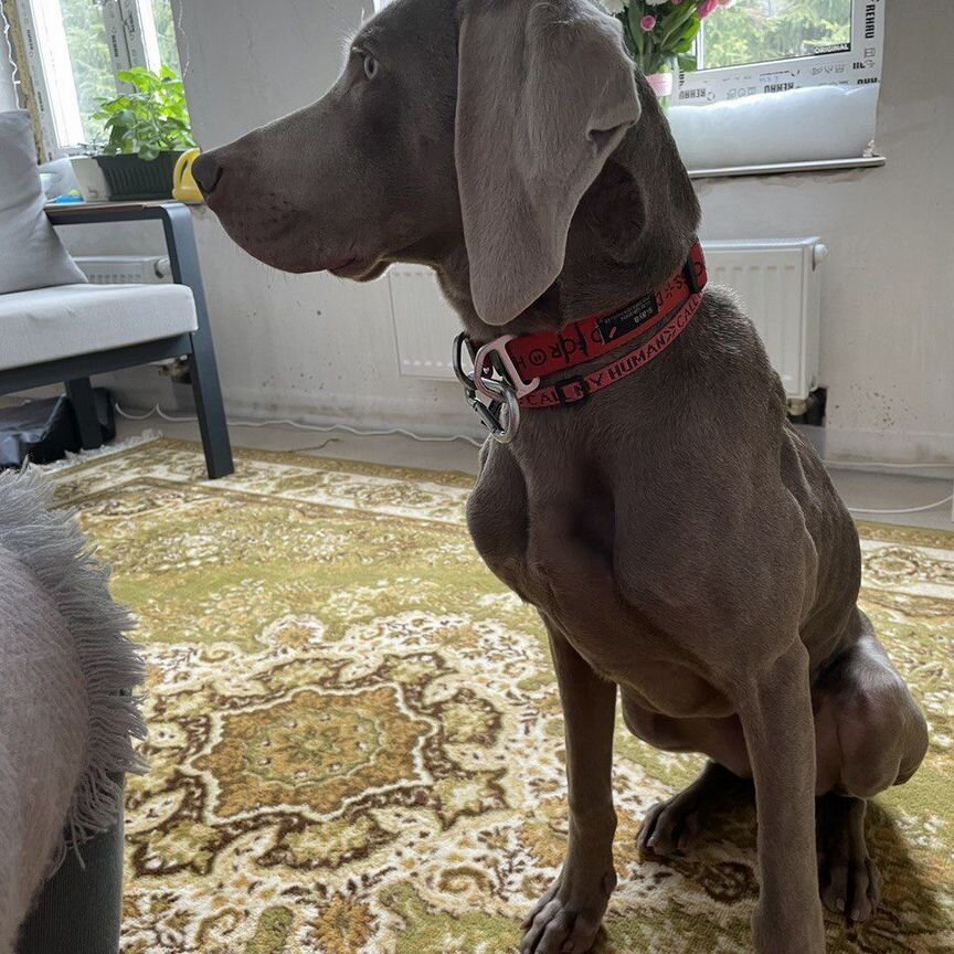 Веймаранер