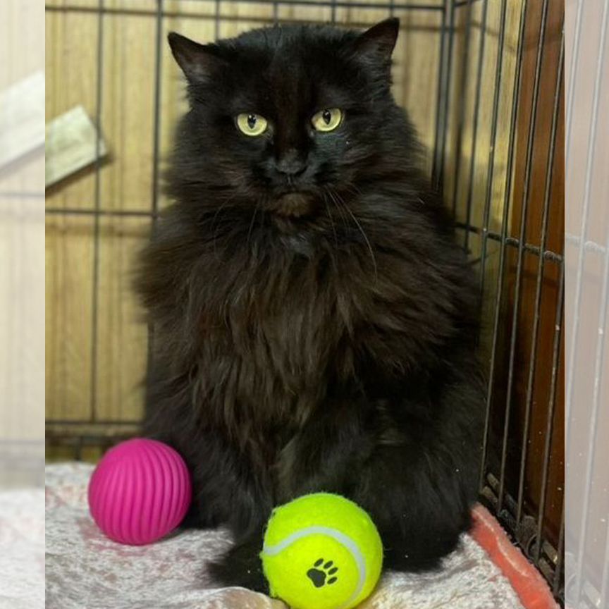 Взрослая, Девочка кошка в добрые руки