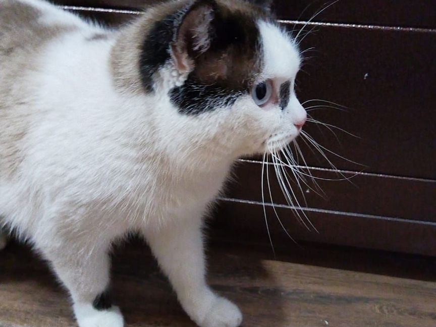 Кот в добрые руки