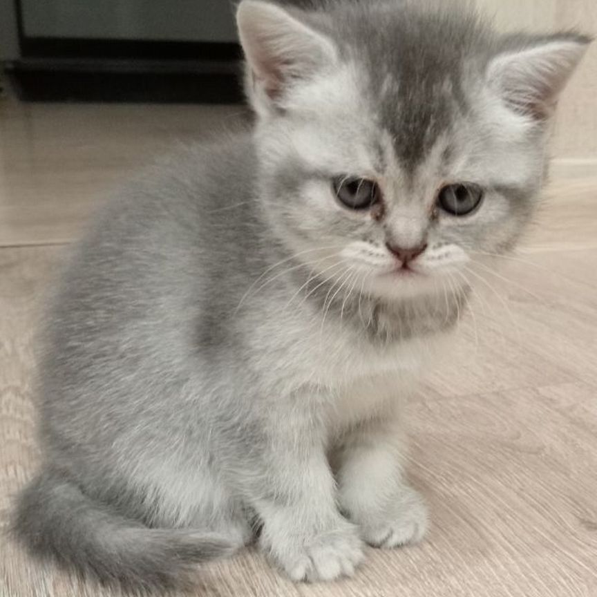 Шотландский вислоухий короткошёрстный котёнок