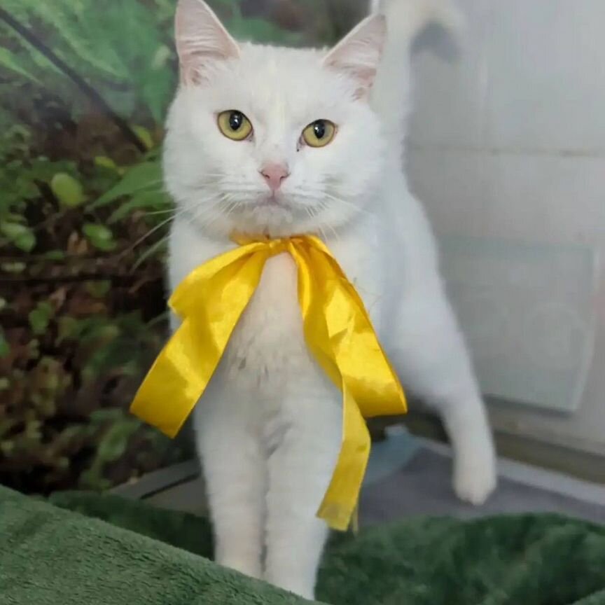 Взрослая, кошка в добрые руки