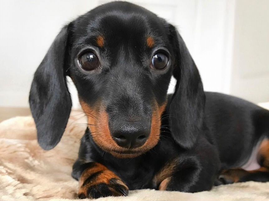 Карликовая такса щенки