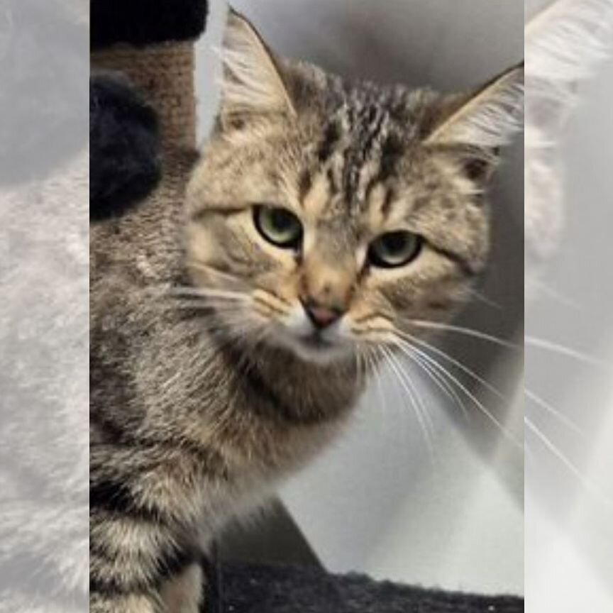 Взрослый кот в добрые руки