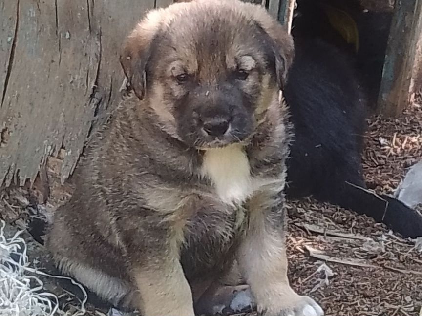 Щенки 1,5 месяца в добрые руки