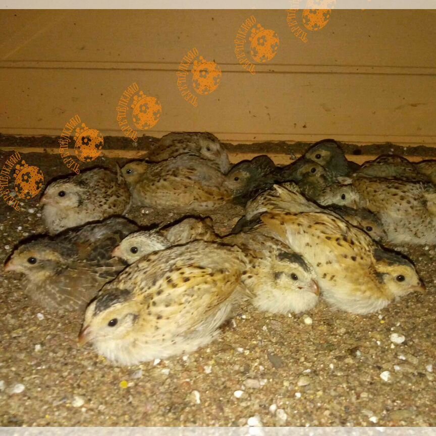 Виргинский перепел