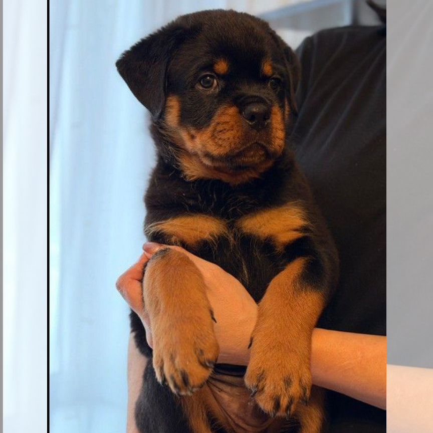 Ротвейлер, щенок
