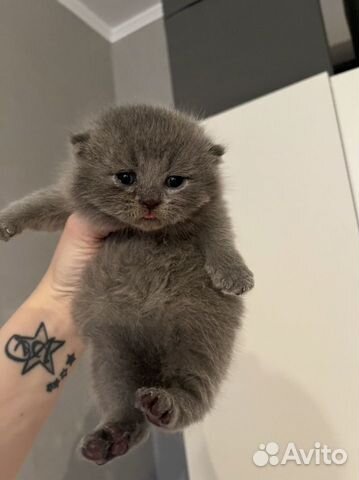 Британские котята