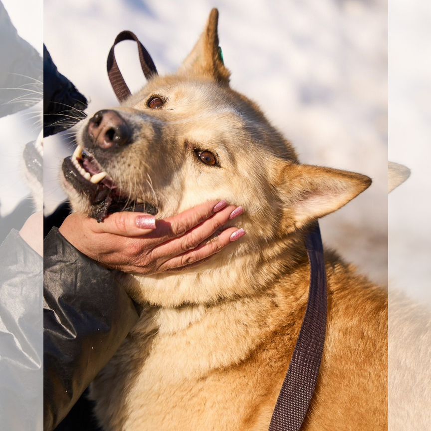 Норвежский бухунд, взрослый пёс