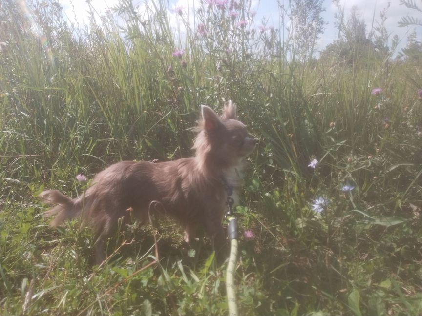 Кобель для вязки