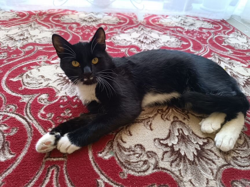 Кот Бася