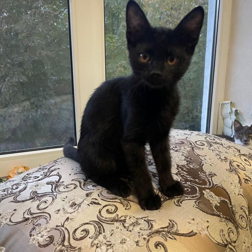 Уголек из приюта