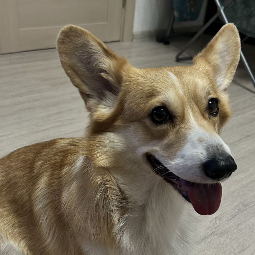 Вельш Корги Пемброк, взрослая собака