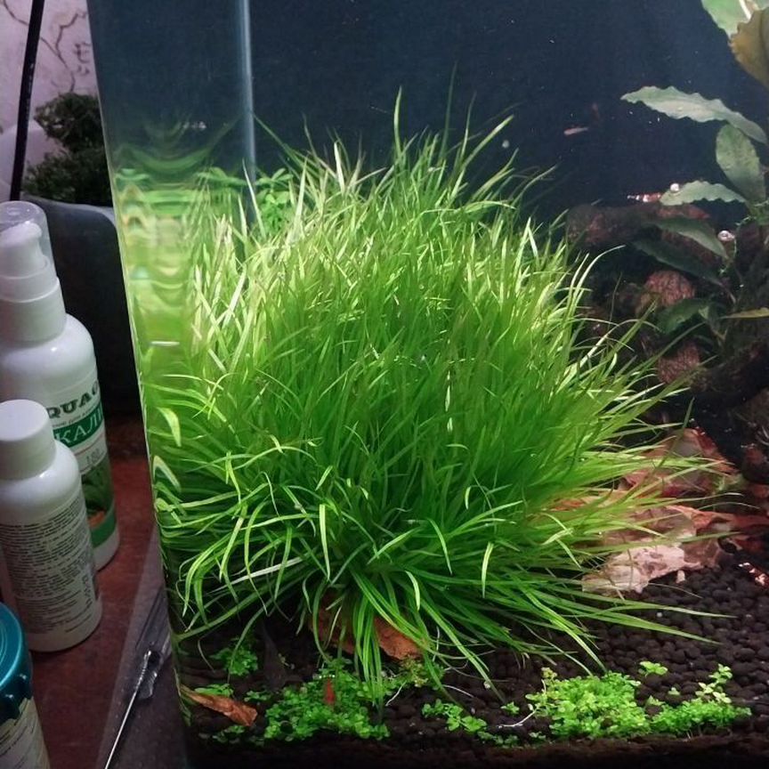 Бликса японская