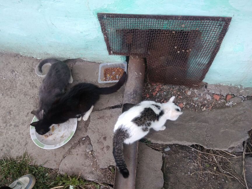 Котики