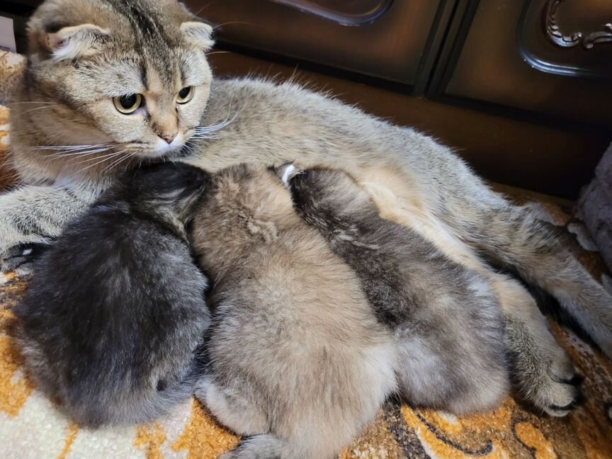 Шотландские вислоухие котята