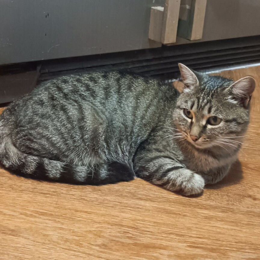 Взрослая кошка в добрые руки