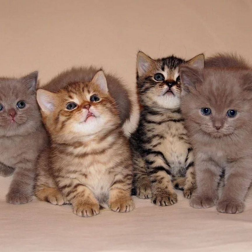 Британские котята
