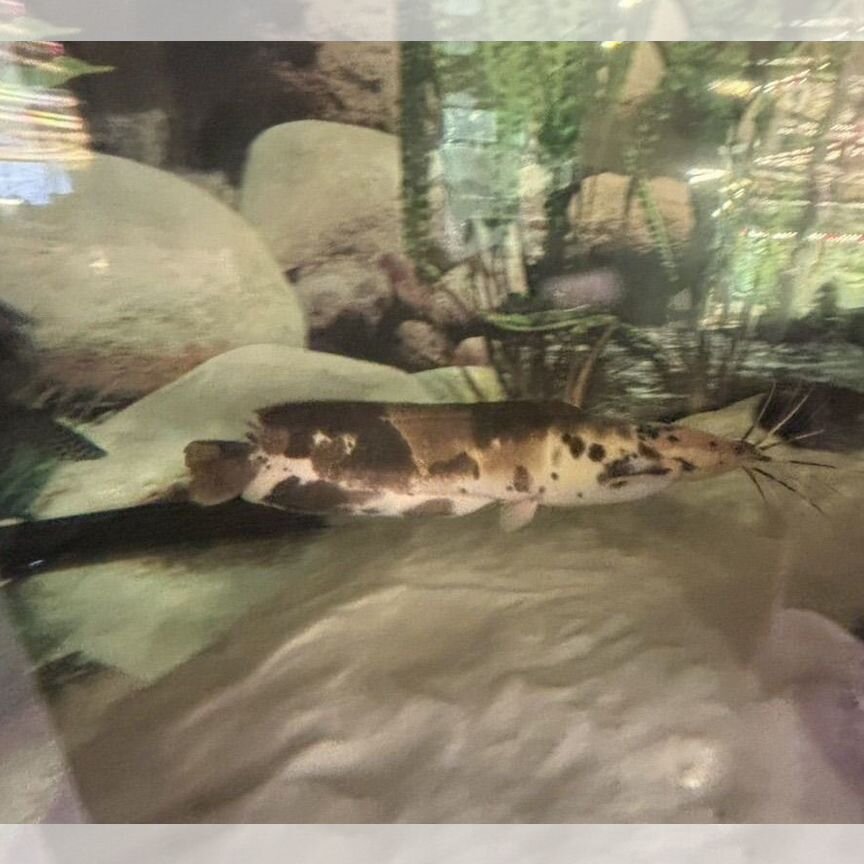 Мешкожаберный сомик