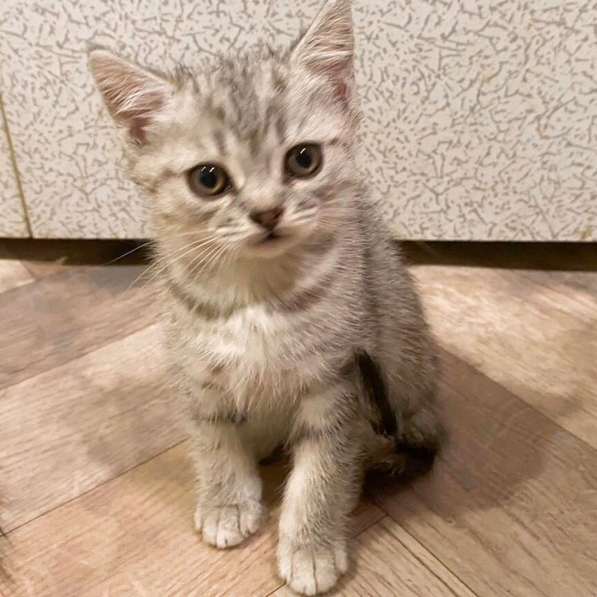 Шотландская