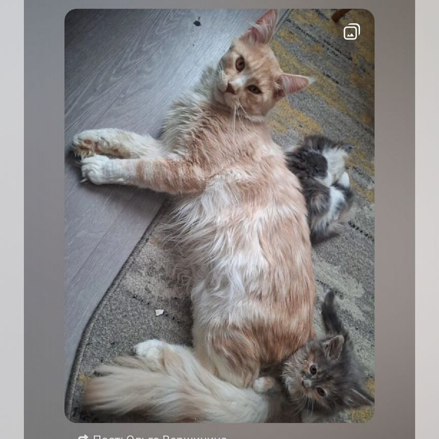 Котята мейн-кун