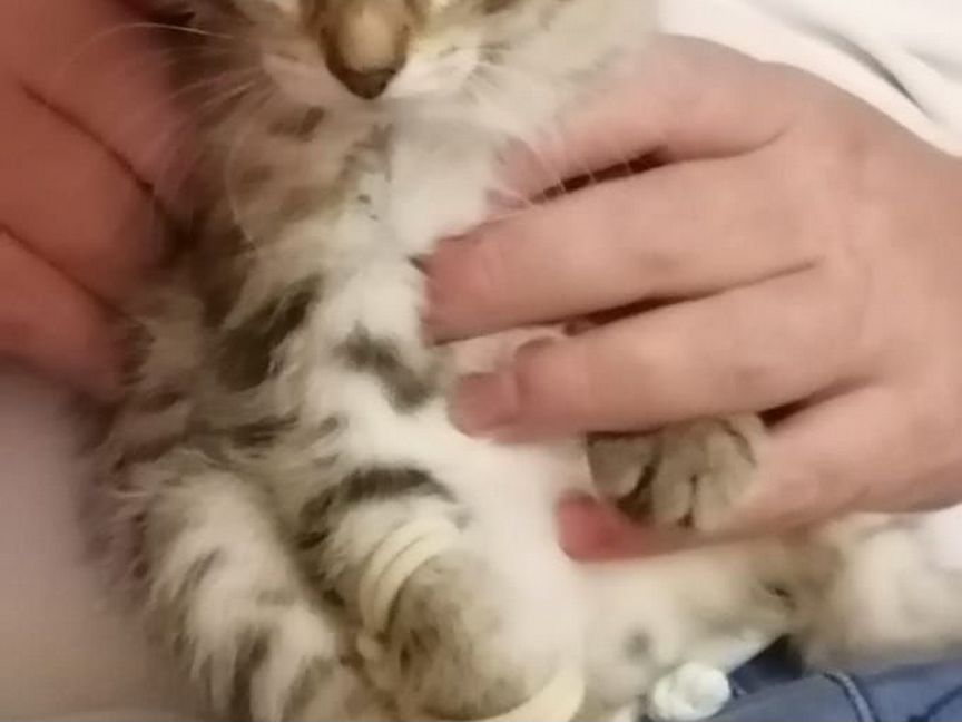 Котята-мальчики, в добрые руки, бесплатно 1-5 мес