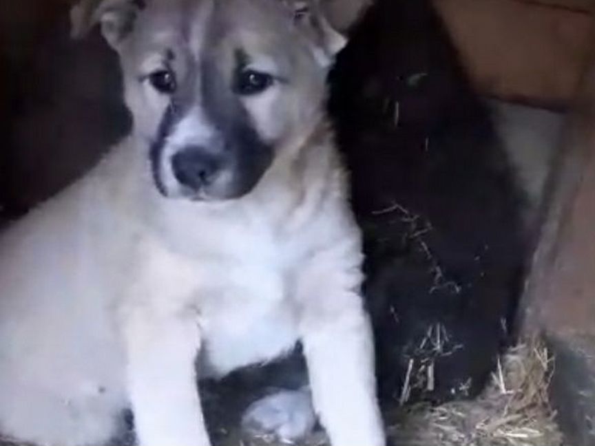 Щенкам нужен дом