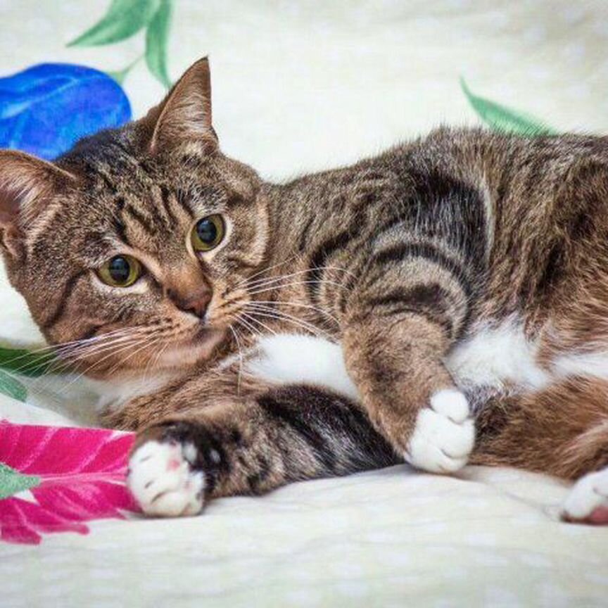 Котенок Шуша