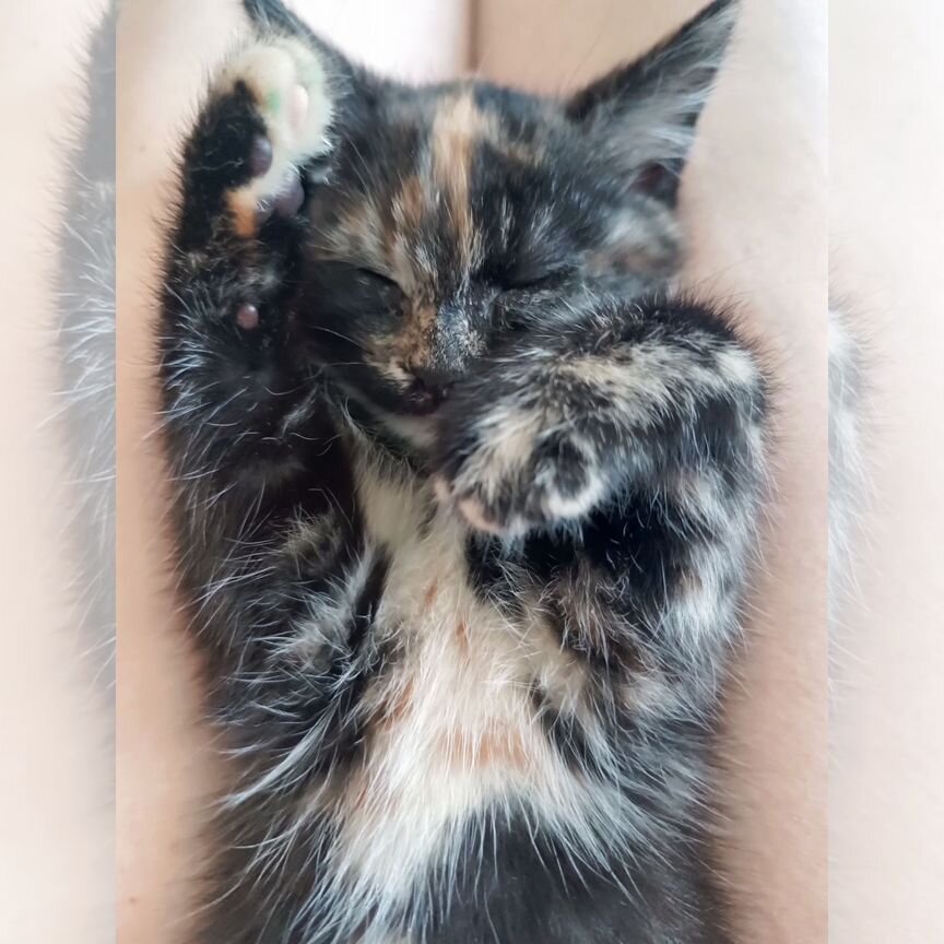Котёнок в добрые руки