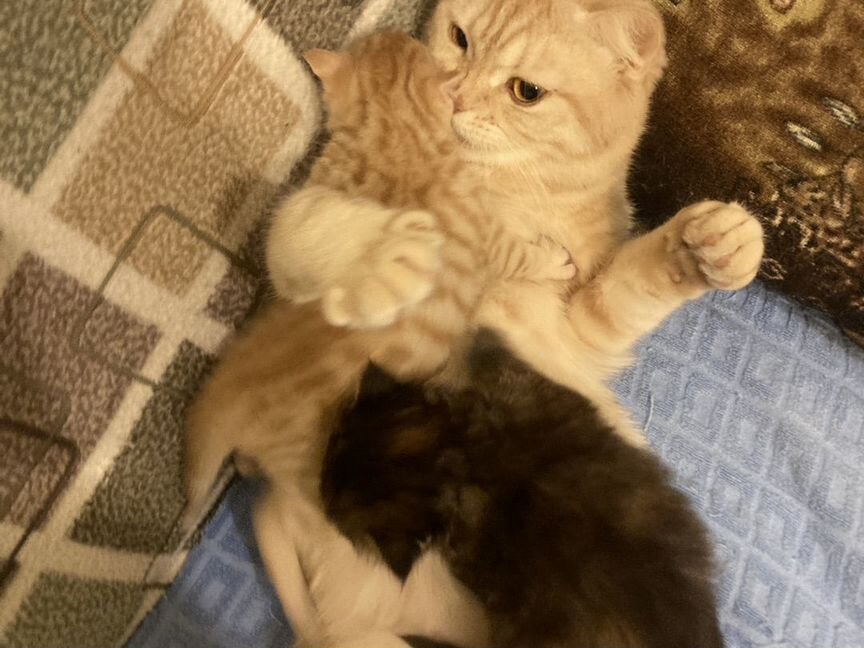Котята помесь британца и шотлантки