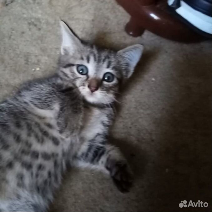 Котята в добрые руки бесплатно - девочка 1.5 мес