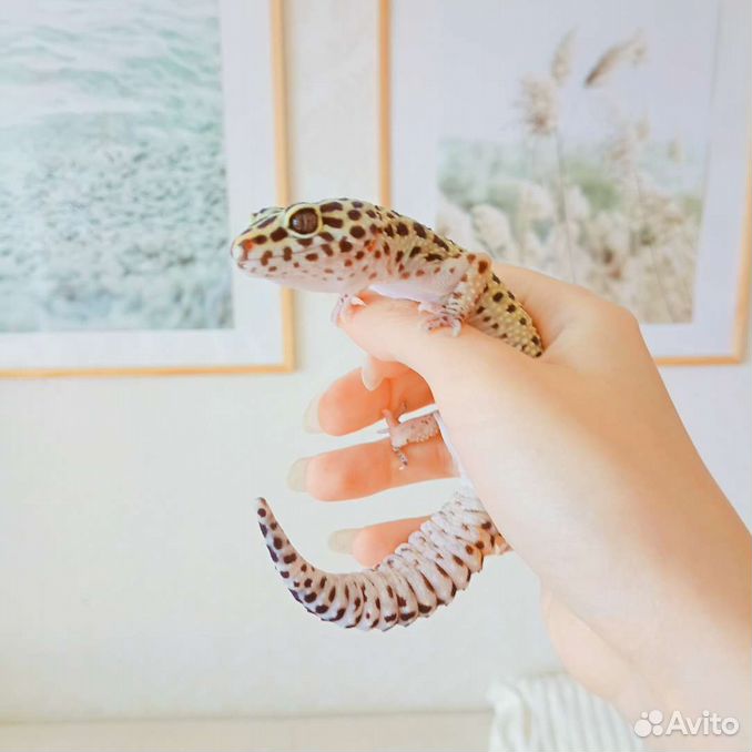 Ящерица эублефар самка