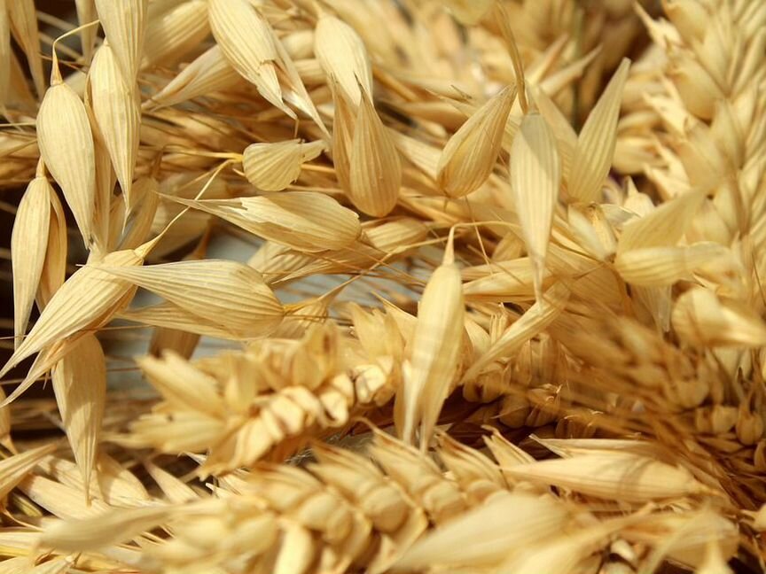 Овес фуражный