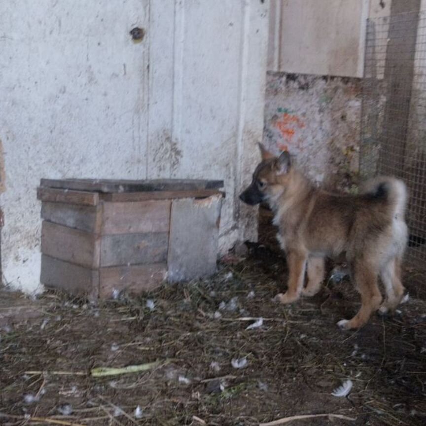 Западно сибирская лайка