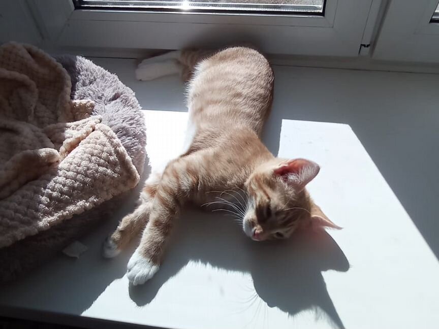 Кот в добрые руки