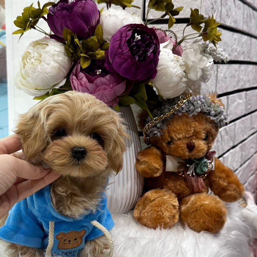 Мальтипу мини f1