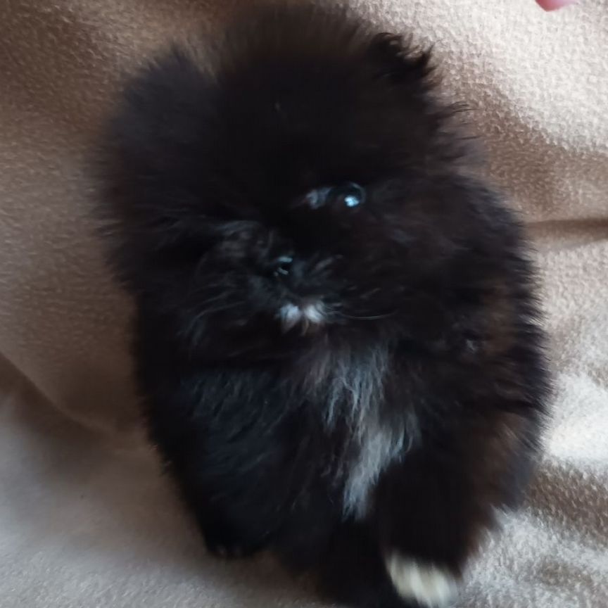 Померанский шпиц, щенок