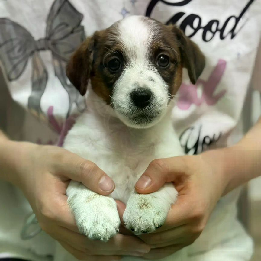 Джек-рассел-терьер, щенок