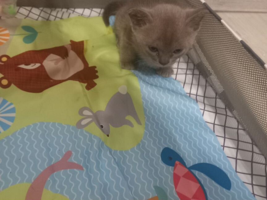 Котята бурма