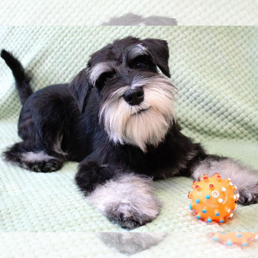 Цвергшнауцер, щенок