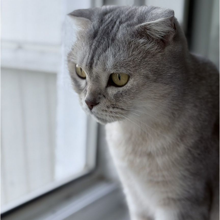 Шотландская вислоухая кошка