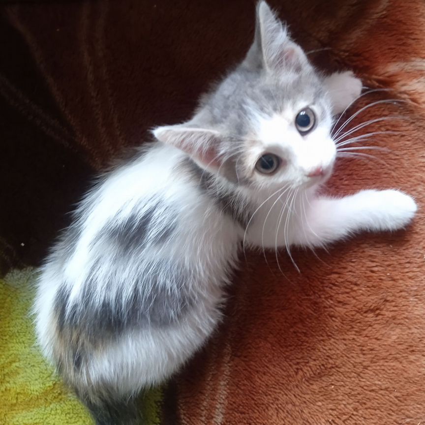 Кошечка
