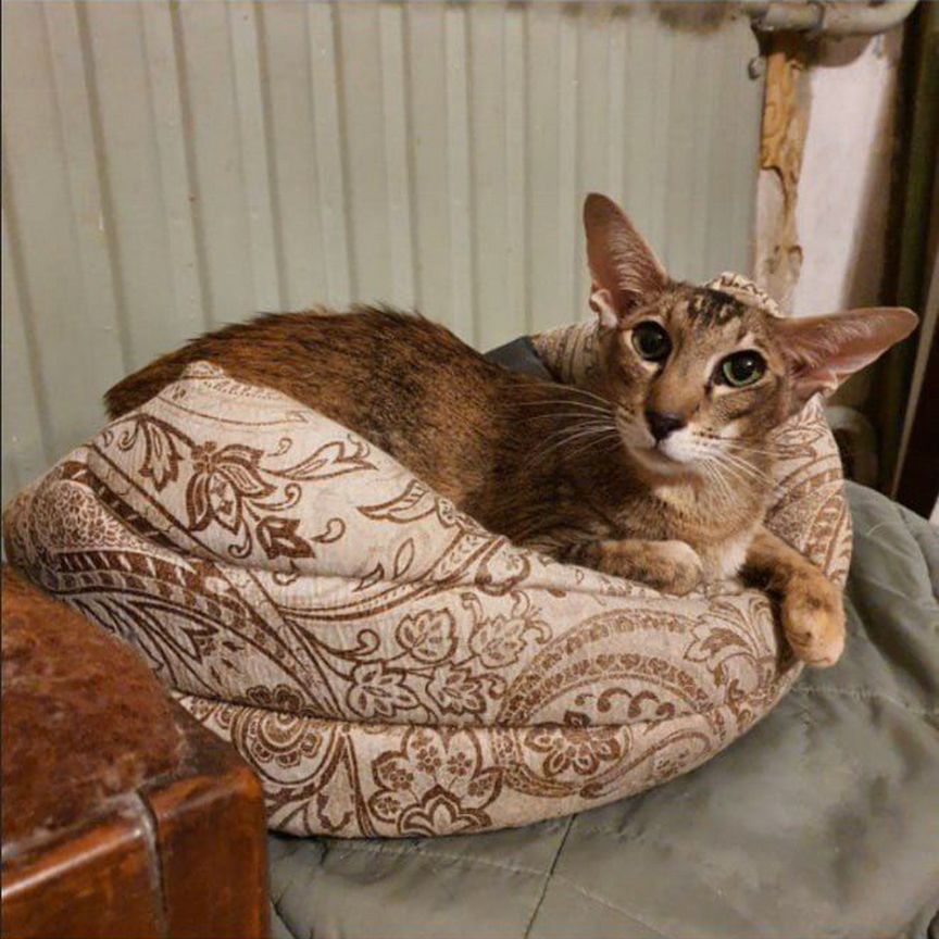 Кошки в добрые руки