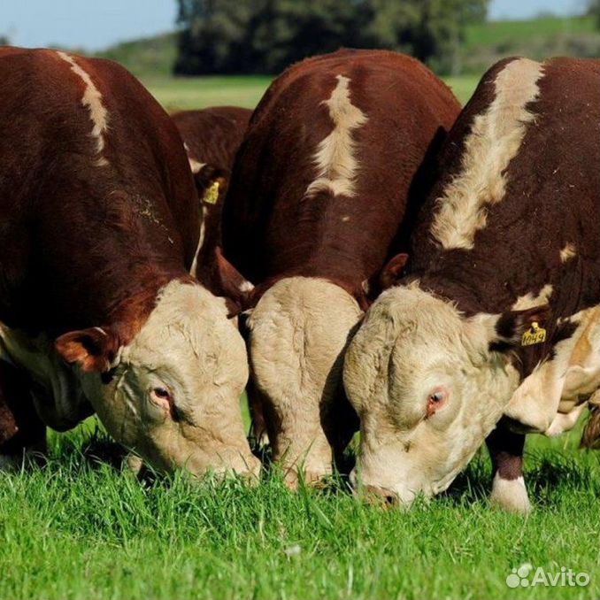 Бычки белог. Казахские Симменталы мясные предзаказ