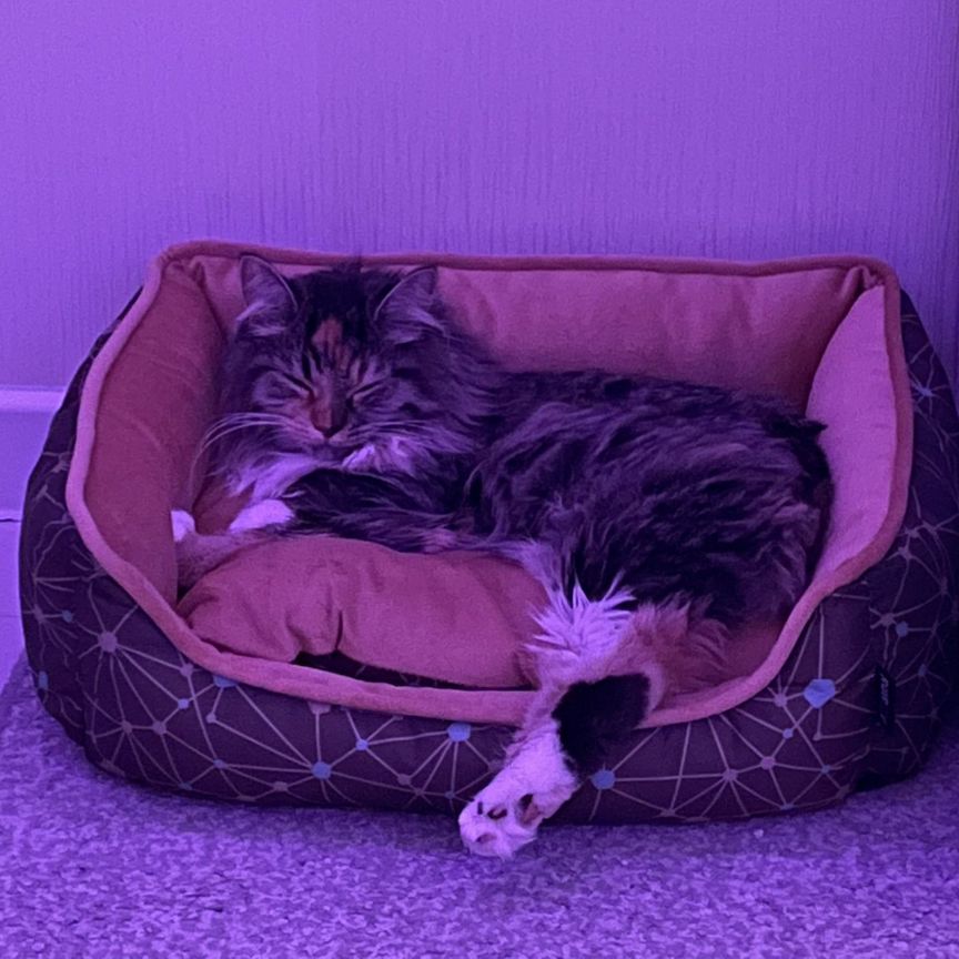 Мейн-кун котёнок